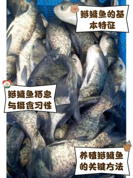 鳙鱼价格多少钱一斤_鳙鱼批发价和零售价区别-第1张图片-山城妙识