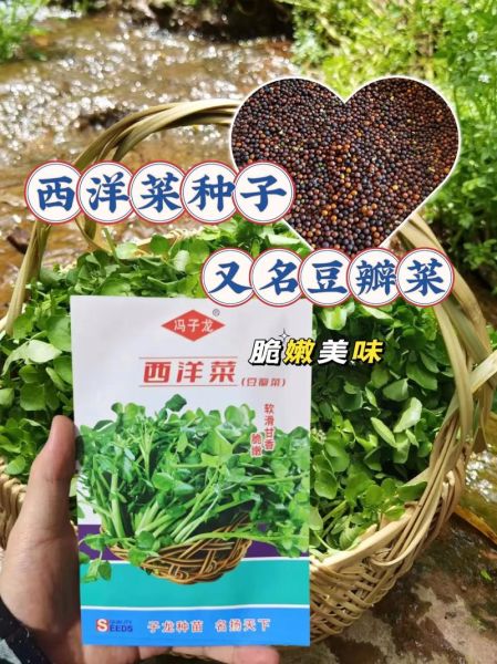 豆瓣菜种植方法_豆瓣菜怎么种-第3张图片-山城妙识 豆瓣菜种植方法_豆瓣菜怎么种-第3张图片-山城妙识