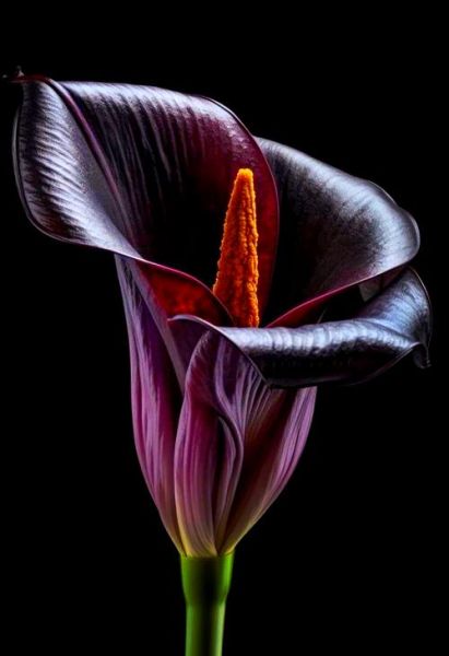 黑色马蹄莲花语是什么_黑色马蹄莲适合送什么人-第1张图片-山城妙识 黑色马蹄莲花语是什么_黑色马蹄莲适合送什么人-第1张图片-山城妙识