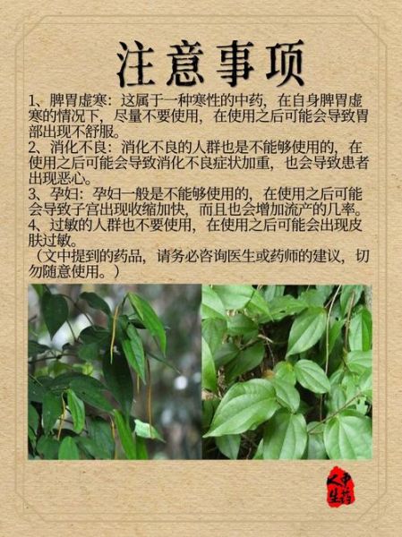 青风藤的功效与作用_青风藤能治痛风吗-第1张图片-山城妙识 青风藤的功效与作用_青风藤能治痛风吗-第1张图片-山城妙识