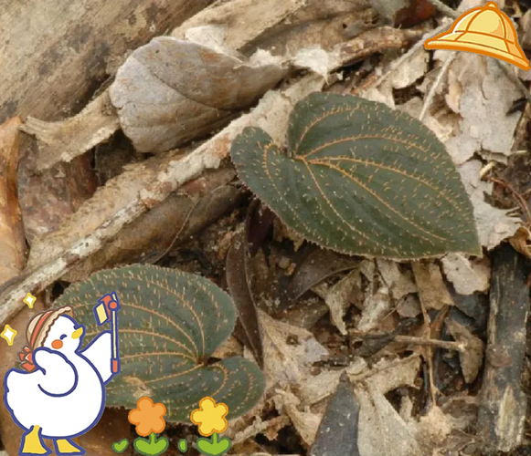 紫背天葵别名叫什么_紫背天葵别名有哪些-第2张图片-山城妙识 紫背天葵别名叫什么_紫背天葵别名有哪些-第2张图片-山城妙识