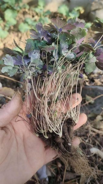 紫背天葵别名叫什么_紫背天葵别名有哪些-第3张图片-山城妙识 紫背天葵别名叫什么_紫背天葵别名有哪些-第3张图片-山城妙识