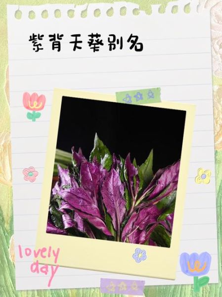 紫背天葵别名叫什么_紫背天葵别名有哪些-第1张图片-山城妙识 紫背天葵别名叫什么_紫背天葵别名有哪些-第1张图片-山城妙识