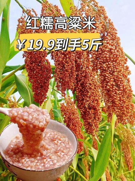 高粱是什么粮食_高粱和小米的区别-第1张图片-山城妙识
