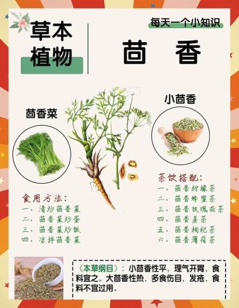 茴香什么时候种_茴香怎么种才能高产-第2张图片-山城妙识 茴香什么时候种_茴香怎么种才能高产-第2张图片-山城妙识