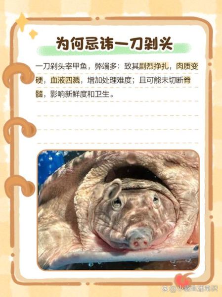 甲鱼怎么杀最正宗_甲鱼宰杀前怎么处理-第3张图片-山城妙识 甲鱼怎么杀最正宗_甲鱼宰杀前怎么处理-第3张图片-山城妙识