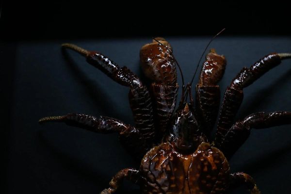 椰子蟹长什么样_椰子蟹能活多久-第3张图片-山城妙识 椰子蟹长什么样_椰子蟹能活多久-第3张图片-山城妙识