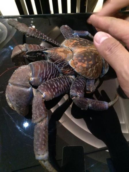 椰子蟹长什么样_椰子蟹能活多久-第1张图片-山城妙识 椰子蟹长什么样_椰子蟹能活多久-第1张图片-山城妙识