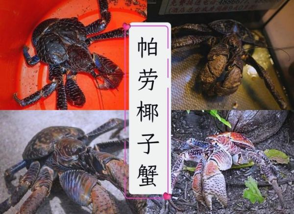 椰子蟹长什么样_椰子蟹能活多久-第2张图片-山城妙识 椰子蟹长什么样_椰子蟹能活多久-第2张图片-山城妙识