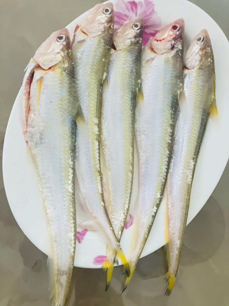 长江刀鱼价格2020多少钱一斤_2020年刀鱼行情为何暴跌-第1张图片-山城妙识