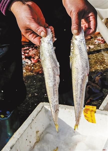 长江刀鱼价格2020多少钱一斤_2020年刀鱼行情为何暴跌-第3张图片-山城妙识