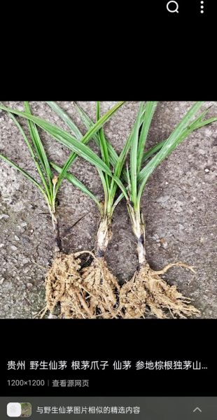 仙茅的功效与作用_仙茅怎么吃效果最好-第3张图片-山城妙识 仙茅的功效与作用_仙茅怎么吃效果最好-第3张图片-山城妙识