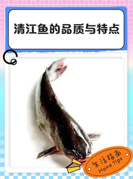 清江鱼长什么样_清江鱼外形特征-第1张图片-山城妙识 清江鱼长什么样_清江鱼外形特征-第1张图片-山城妙识