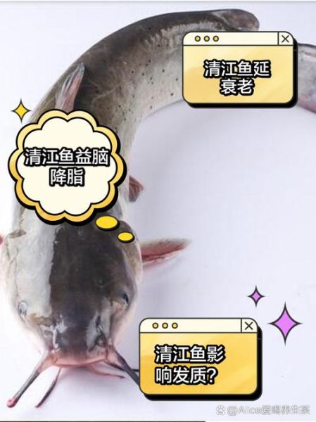 清江鱼长什么样_清江鱼外形特征-第3张图片-山城妙识 清江鱼长什么样_清江鱼外形特征-第3张图片-山城妙识