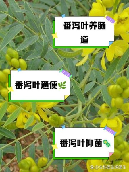 长期喝番泻叶会致癌吗_番泻叶副作用有哪些-第1张图片-山城妙识