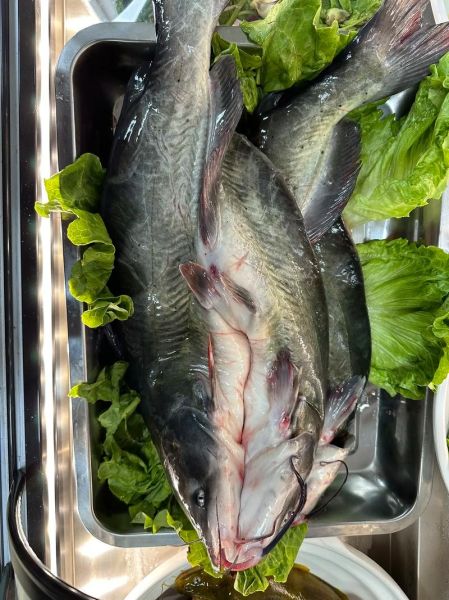 清江鱼长什么样_清江鱼外形特征-第2张图片-山城妙识 清江鱼长什么样_清江鱼外形特征-第2张图片-山城妙识