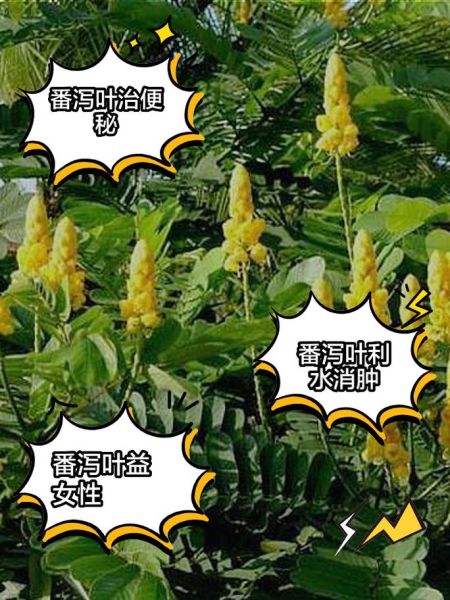 长期喝番泻叶会致癌吗_番泻叶副作用有哪些-第3张图片-山城妙识