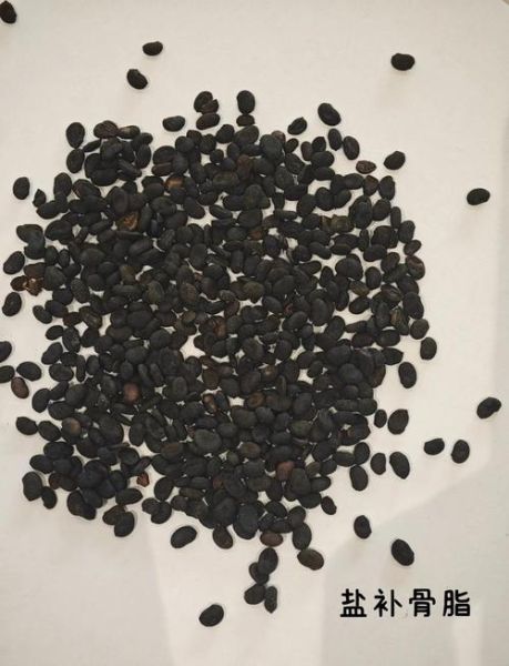 盐补骨脂的功效与作用_盐补骨脂的禁忌有哪些-第1张图片-山城妙识 盐补骨脂的功效与作用_盐补骨脂的禁忌有哪些-第1张图片-山城妙识