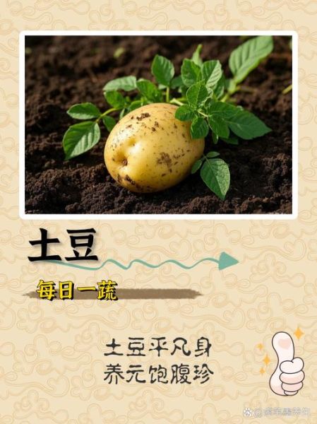 土豆图片真实图片_如何辨别真假-第3张图片-山城妙识