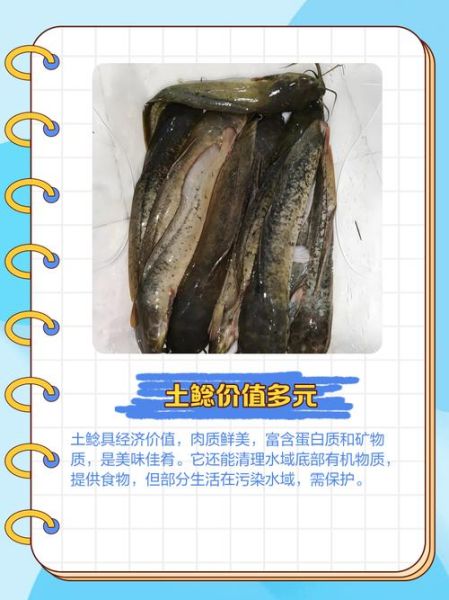 鲶鱼国宝什么梗_鲶鱼国宝梗出处-第1张图片-山城妙识