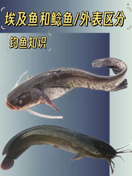 鲶鱼国宝什么梗_鲶鱼国宝梗出处-第3张图片-山城妙识