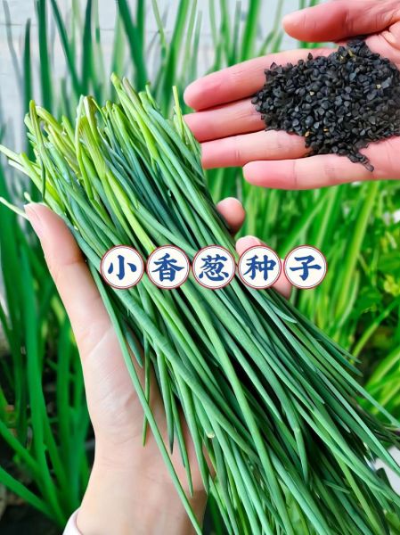 香葱和小葱的区别_香葱可以代替小葱吗-第2张图片-山城妙识 香葱和小葱的区别_香葱可以代替小葱吗-第2张图片-山城妙识