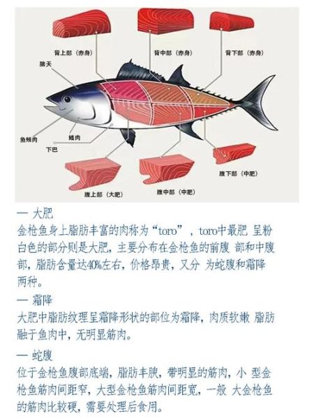 金枪鱼种类图片大全_如何区分不同品种-第2张图片-山城妙识 金枪鱼种类图片大全_如何区分不同品种-第2张图片-山城妙识