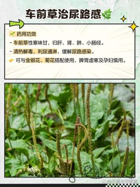 车前草泡水治痛风有效吗_车前草降尿酸多久见效-第3张图片-山城妙识