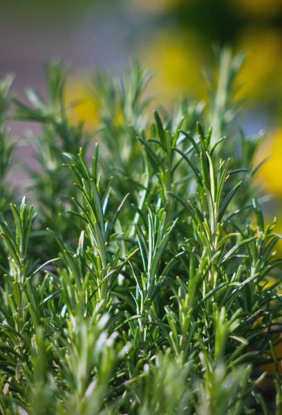 迷迭香种植前景如何_迷迭香种植赚钱吗-第1张图片-山城妙识