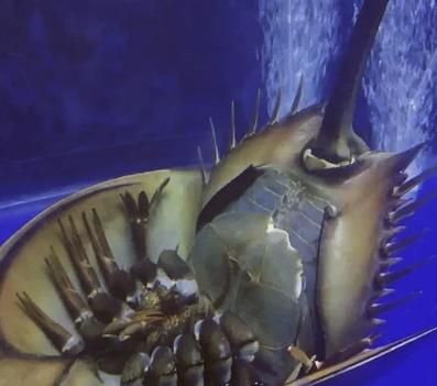 鲎的血液为什么是蓝色_鲎血提取对人体有害吗-第2张图片-山城妙识