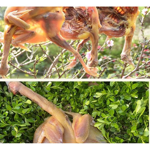 腊鸡怎么保存_腊鸡发霉还能吃吗-第3张图片-山城妙识 腊鸡怎么保存_腊鸡发霉还能吃吗-第3张图片-山城妙识