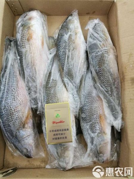 美国红鱼长什么样_美国红鱼好吃吗-第3张图片-山城妙识