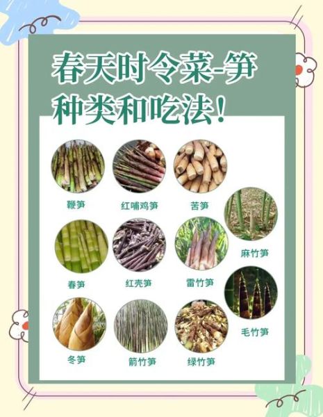 杏鲍笋笋的种类有哪些_如何挑选优质杏鲍笋笋-第2张图片-山城妙识 杏鲍笋笋的种类有哪些_如何挑选优质杏鲍笋笋-第2张图片-山城妙识