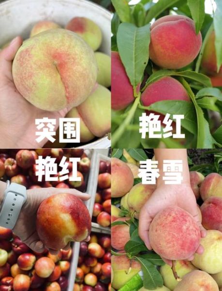 桃子品种有哪些_水蜜桃和油桃哪个更甜-第3张图片-山城妙识 桃子品种有哪些_水蜜桃和油桃哪个更甜-第3张图片-山城妙识
