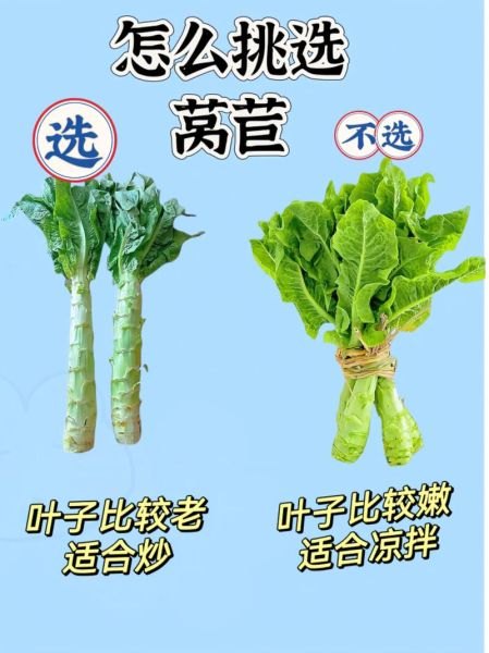 莴苣图片高清_如何挑选新鲜莴苣-第1张图片-山城妙识
