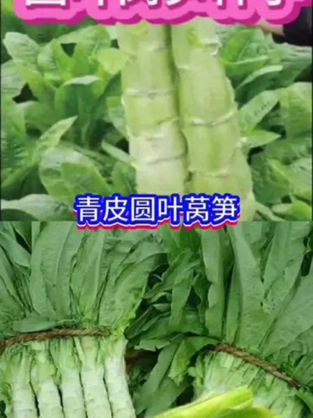 莴苣图片高清_如何挑选新鲜莴苣-第3张图片-山城妙识