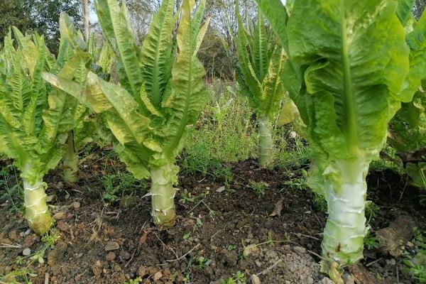 莴苣图片高清_如何挑选新鲜莴苣-第2张图片-山城妙识