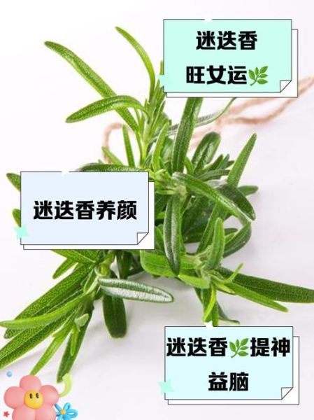 迷迭香对女性有害吗_女生用迷迭香副作用-第3张图片-山城妙识 迷迭香对女性有害吗_女生用迷迭香副作用-第3张图片-山城妙识