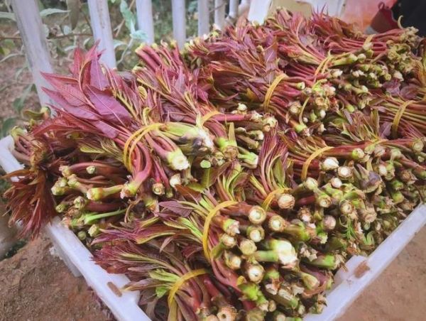 香椿价格今日价_香椿多少钱一斤-第3张图片-山城妙识 香椿价格今日价_香椿多少钱一斤-第3张图片-山城妙识