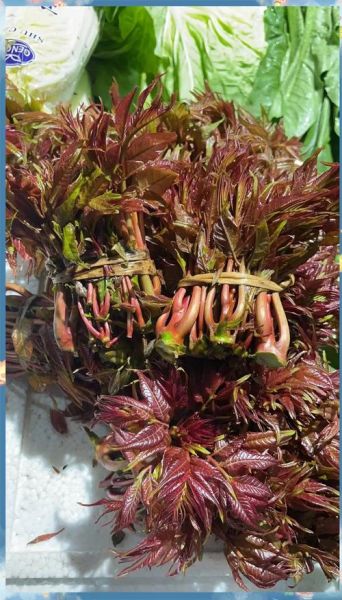 香椿价格今日价_香椿多少钱一斤-第2张图片-山城妙识 香椿价格今日价_香椿多少钱一斤-第2张图片-山城妙识