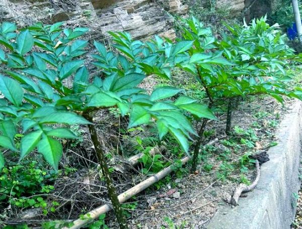 真天魔芋图片大全_真天魔芋有毒吗-第1张图片-山城妙识