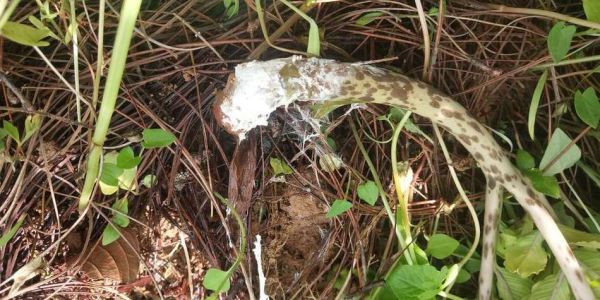 真天魔芋图片大全_真天魔芋有毒吗-第2张图片-山城妙识