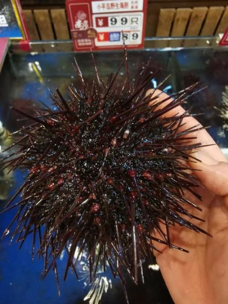 海胆生吃安全吗_如何挑选新鲜海胆-第2张图片-山城妙识
