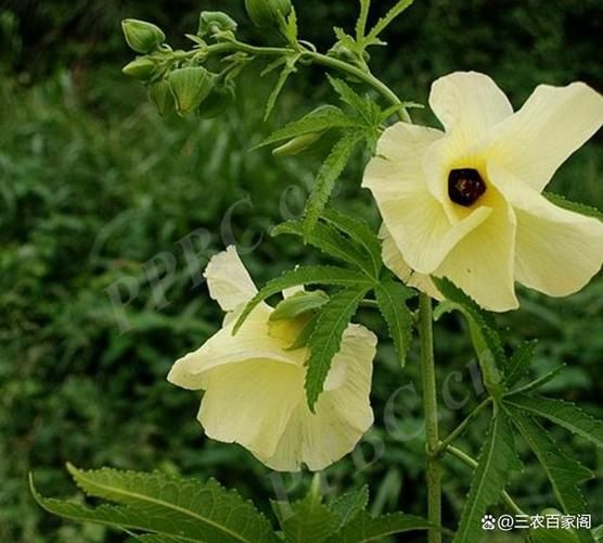 黄蜀葵种子怎么种_黄蜀葵种子价格多少钱一斤-第1张图片-山城妙识