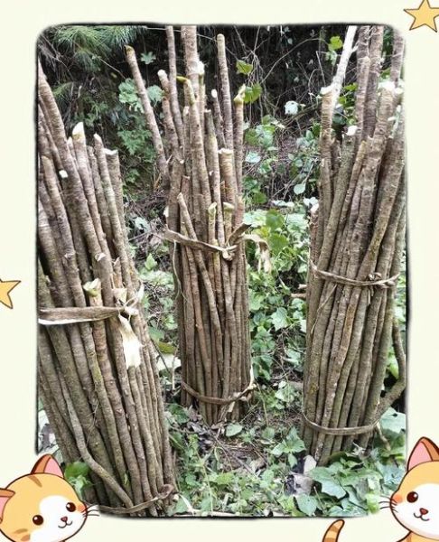 木通有毒吗_木通中毒症状-第1张图片-山城妙识