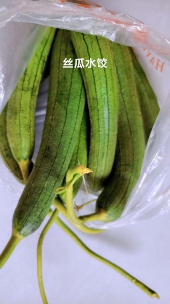 男人多吃丝瓜影响性功能吗_丝瓜对男性激素的真相-第3张图片-山城妙识 男人多吃丝瓜影响性功能吗_丝瓜对男性激素的真相-第3张图片-山城妙识