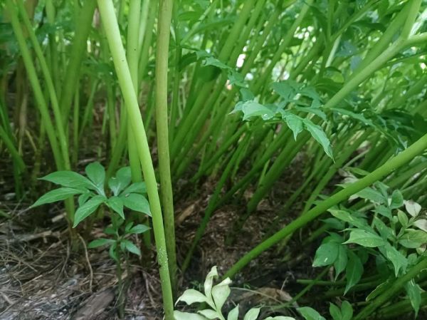 魔芋图片大全_如何挑选优质魔芋-第2张图片-山城妙识