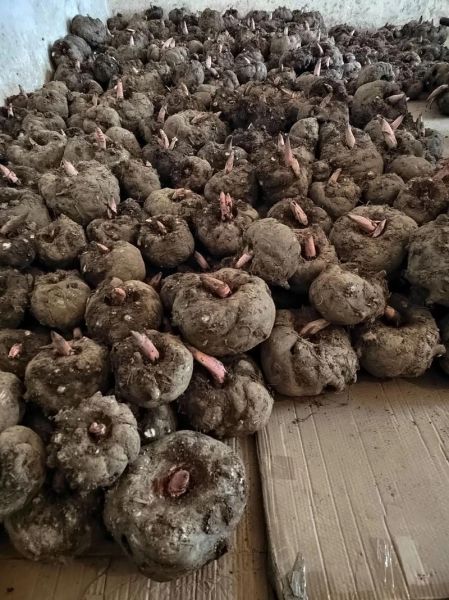 魔芋图片大全_如何挑选优质魔芋-第1张图片-山城妙识