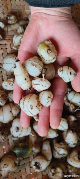 白芨图片多少钱一斤_白芨价格行情2024-第1张图片-山城妙识 白芨图片多少钱一斤_白芨价格行情2024-第1张图片-山城妙识