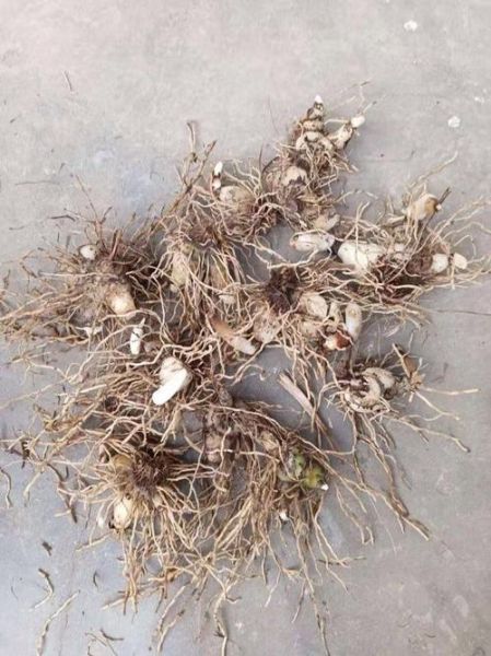 白芨图片多少钱一斤_白芨价格行情2024-第2张图片-山城妙识 白芨图片多少钱一斤_白芨价格行情2024-第2张图片-山城妙识